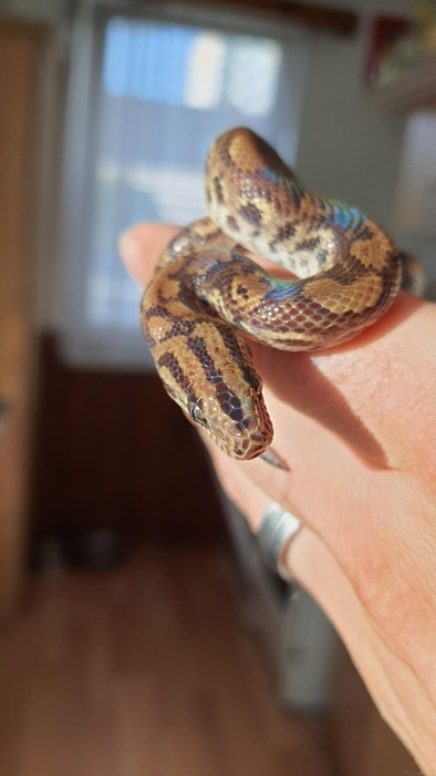 Epicrates Cenchria Maurus (Hroznýšovec duhový - Colombia)