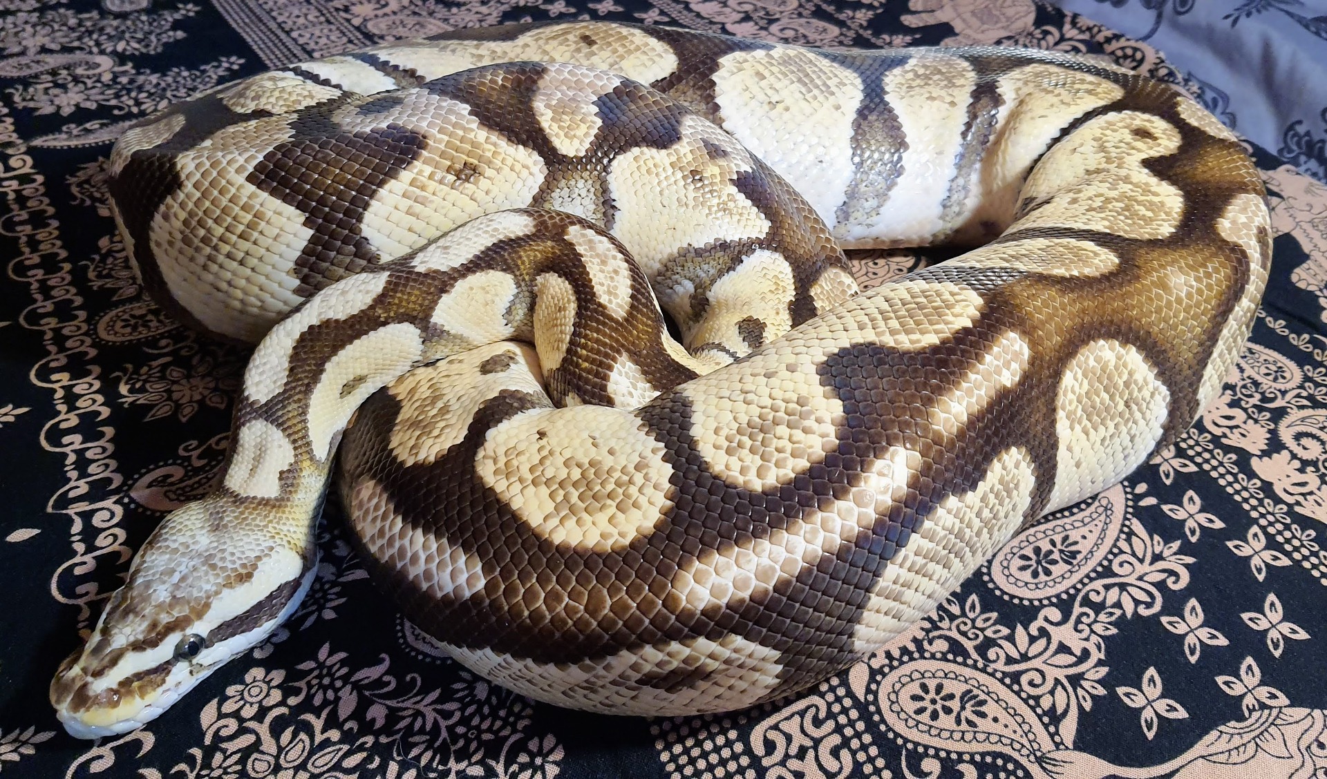 Python Regius (Krajta Královská) :: Casidy Reptiles