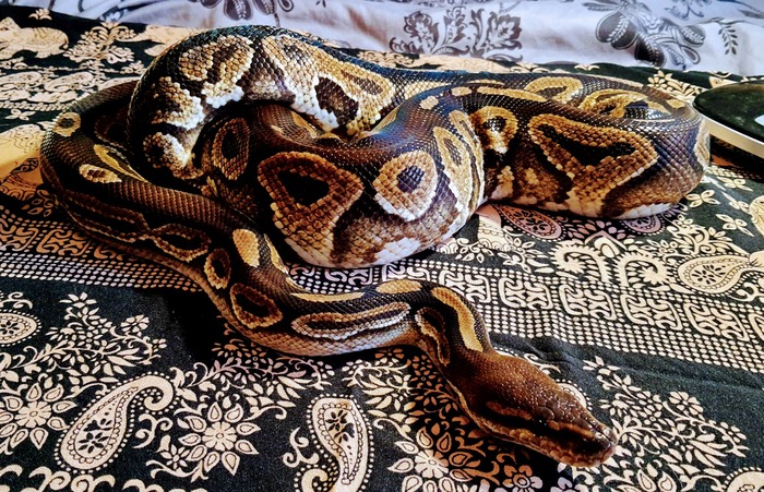 Python Regius (Krajta Královská) :: Casidy Reptiles