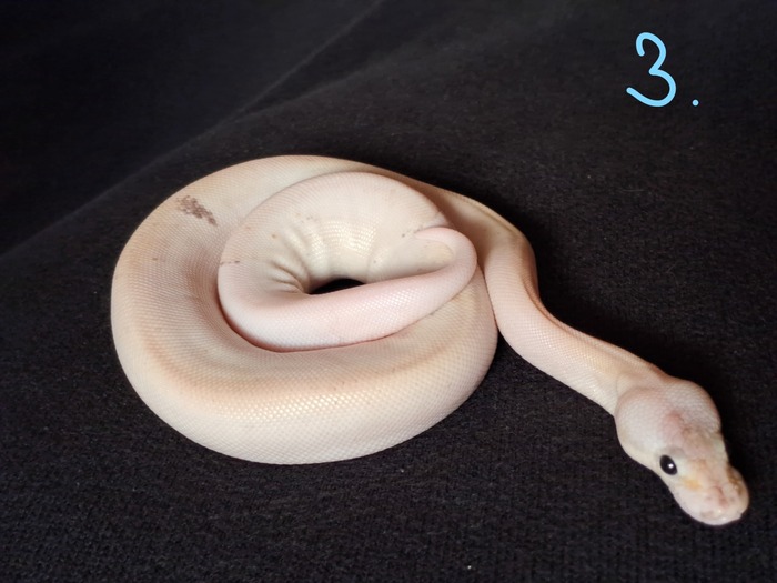 1.6 Python Regius (Krajta Královská) :: Casidy Reptiles